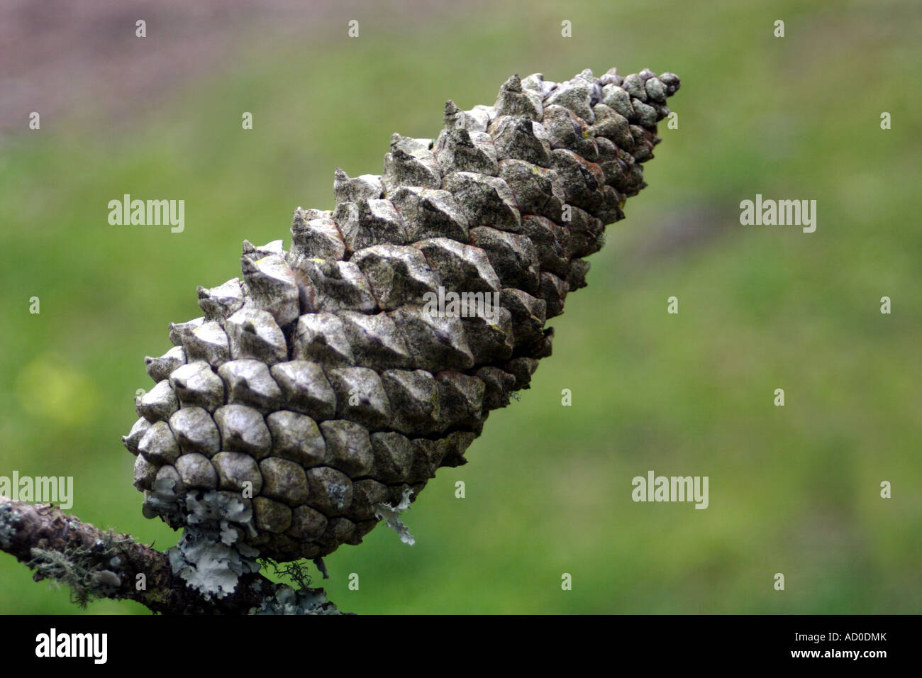 Ovulate cone Banque de photographies et d’images à haute résolution - Alamy