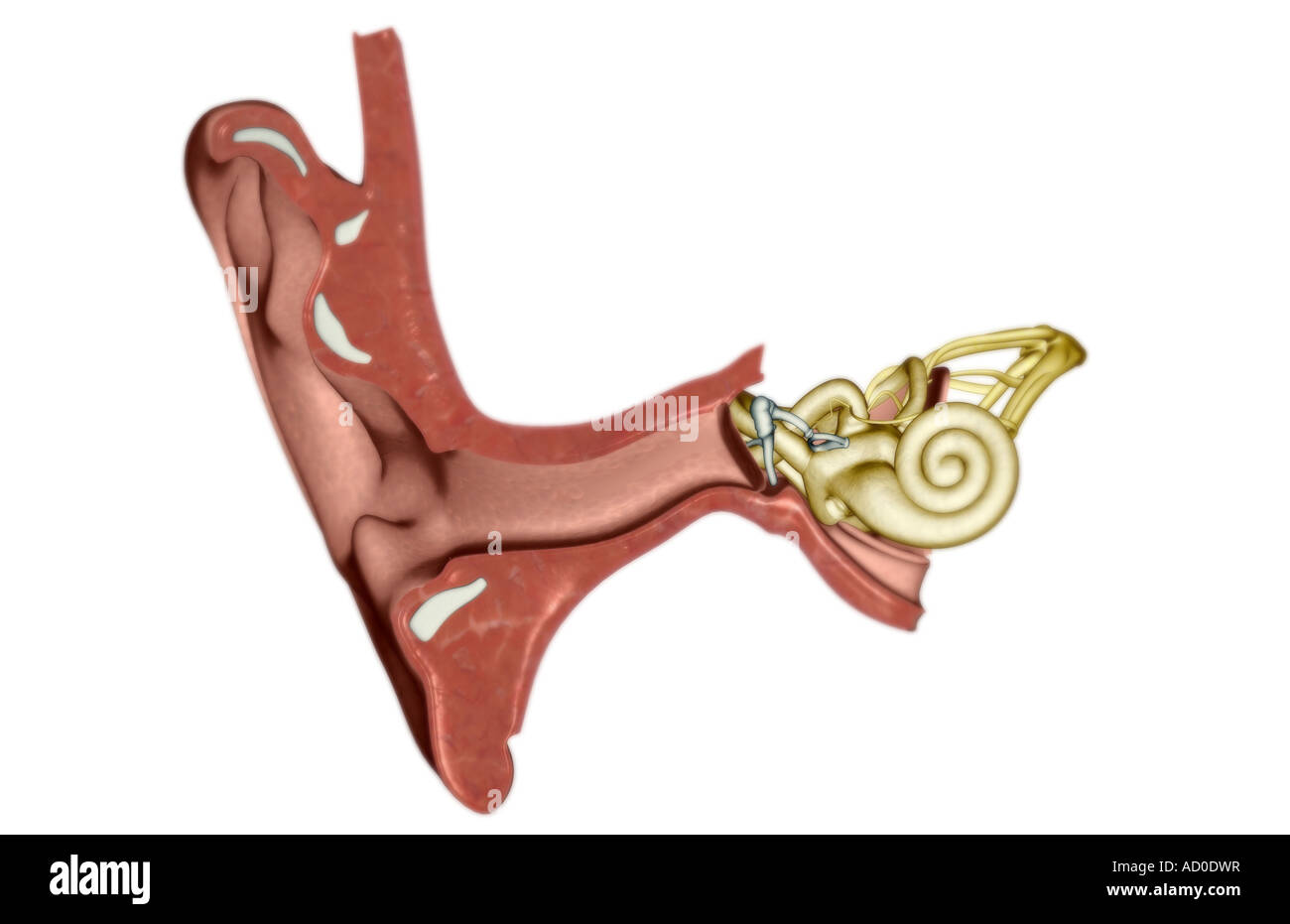 Anatomie de l'oreille Banque de photographies et d’images à haute ...