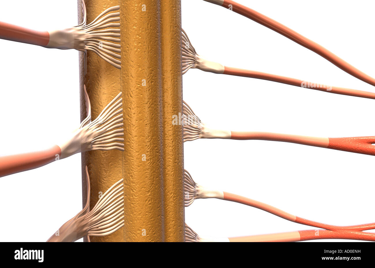 Les nerfs rachidien Banque de photographies et d’images à haute ...
