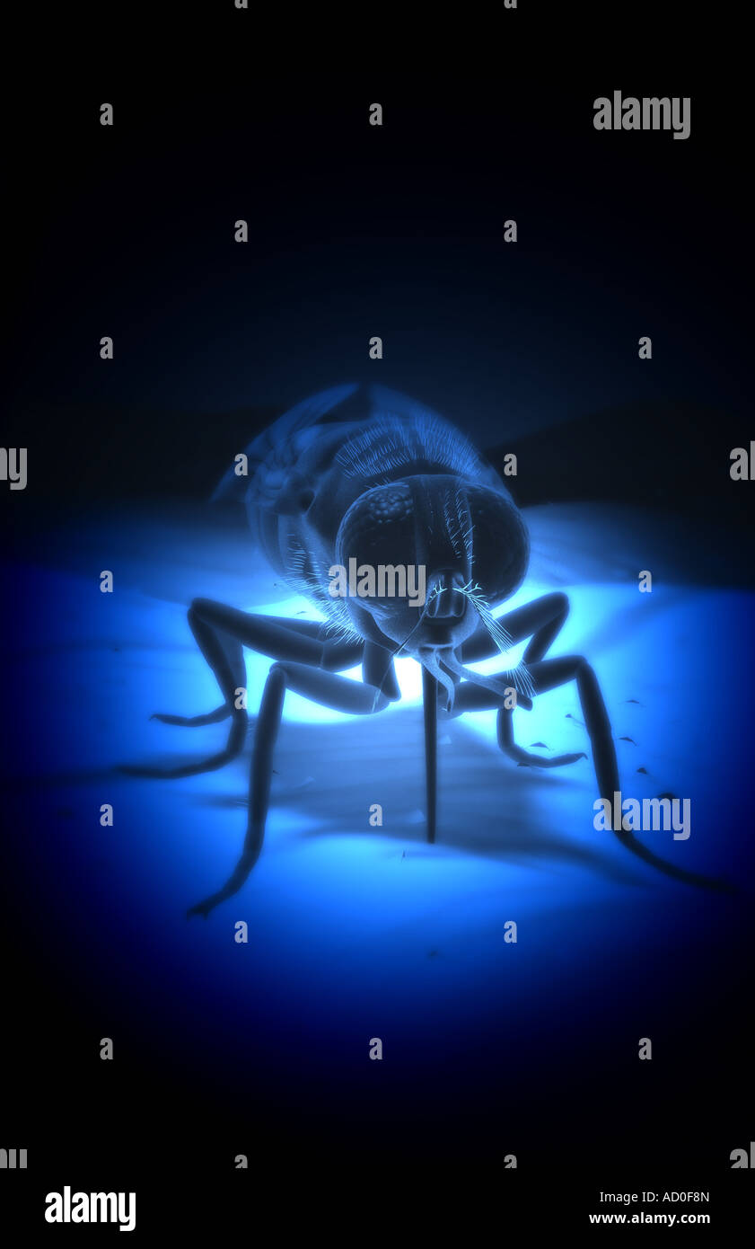 Tsetse fly Banque de photographies et d’images à haute résolution - Alamy