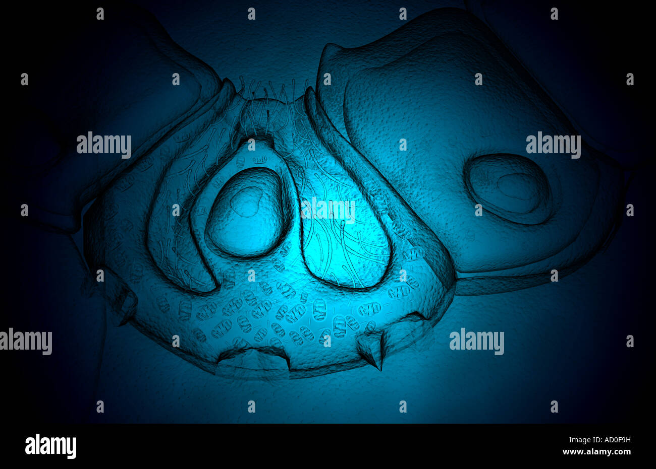 Parietal cell Banque de photographies et d’images à haute résolution ...