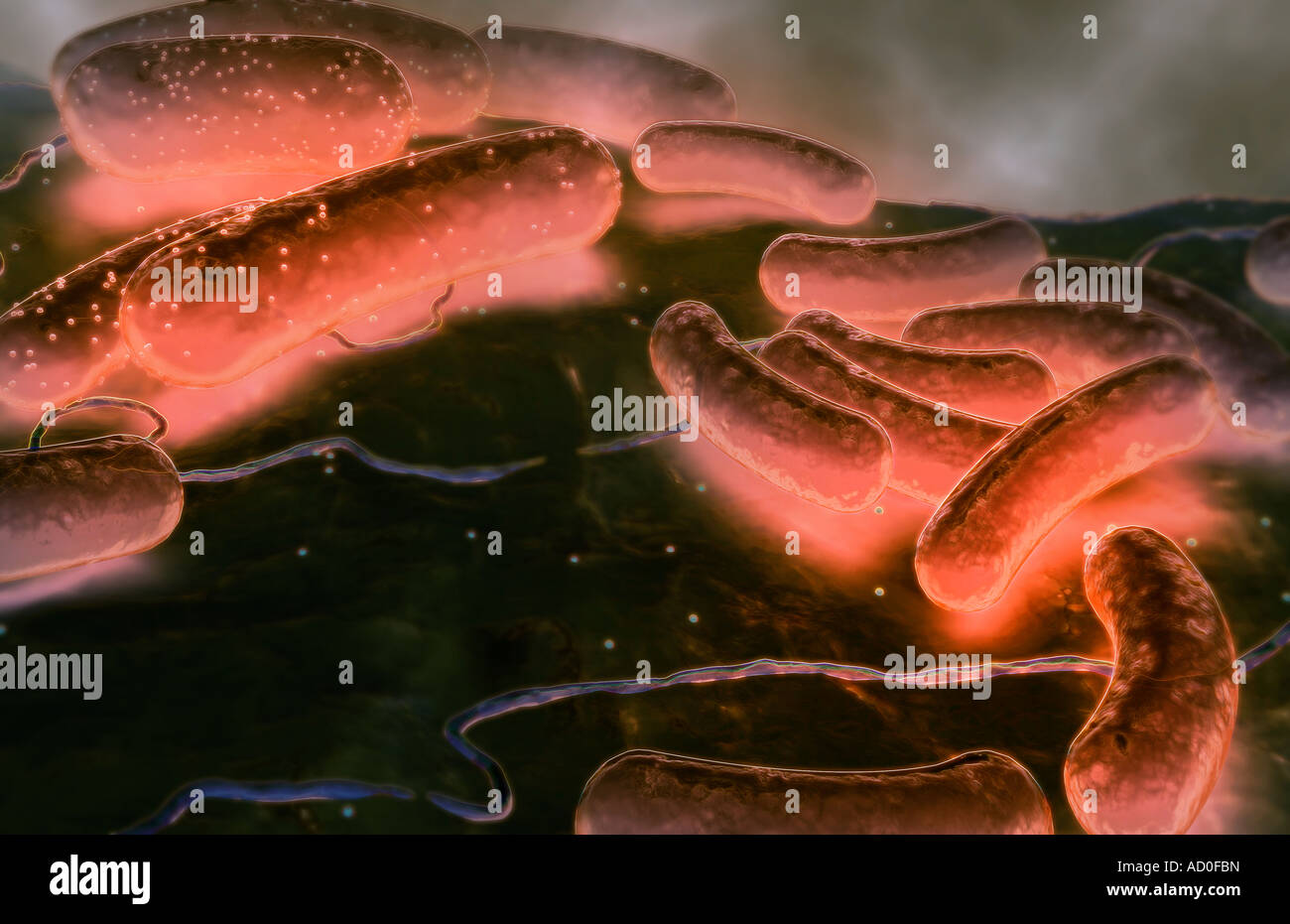 Escherichia coli bacteria Banque de photographies et d’images à haute ...