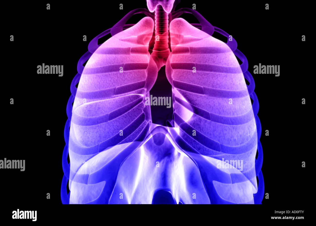 Le système respiratoire Photo Stock - Alamy