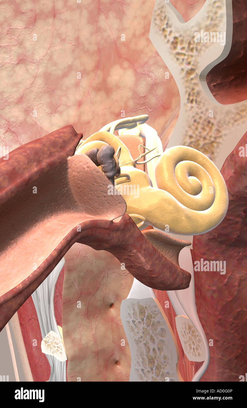 Les osselets oreilles Banque de photographies et d’images à haute ...