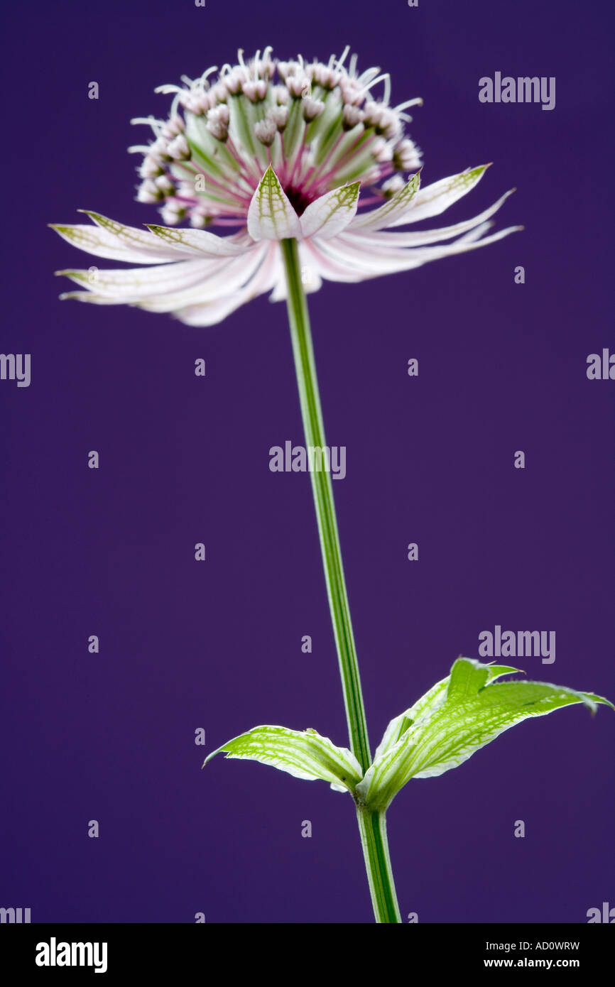 Astrantia flower Banque de photographies et d’images à haute résolution ...