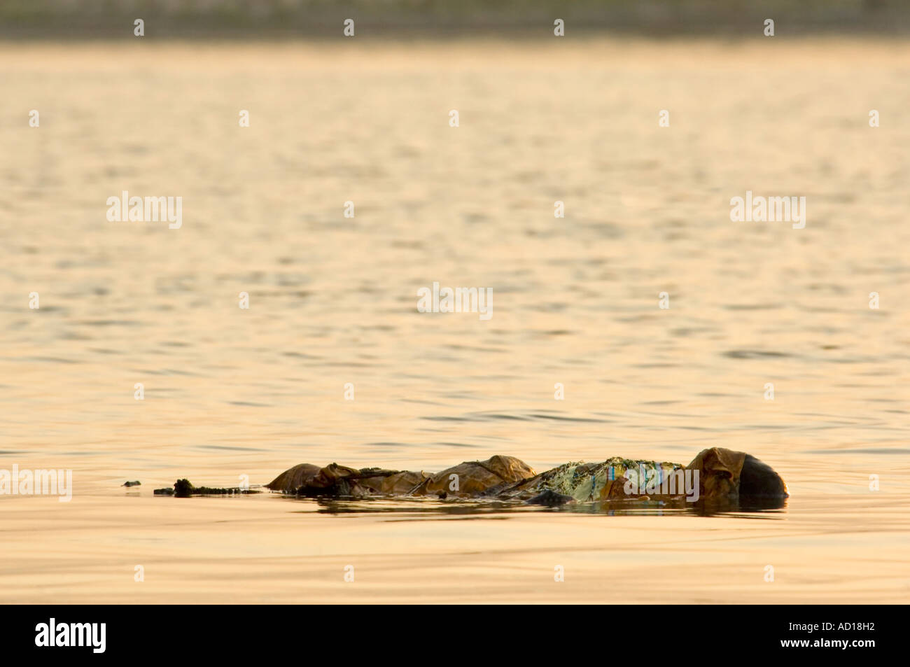 Varanasi india corpse floating in ganges river Banque de photographies ...