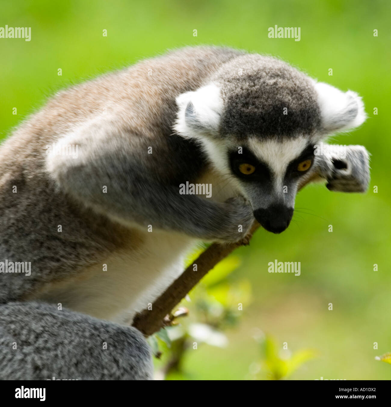 Lemur feet Banque de photographies et d’images à haute résolution - Alamy