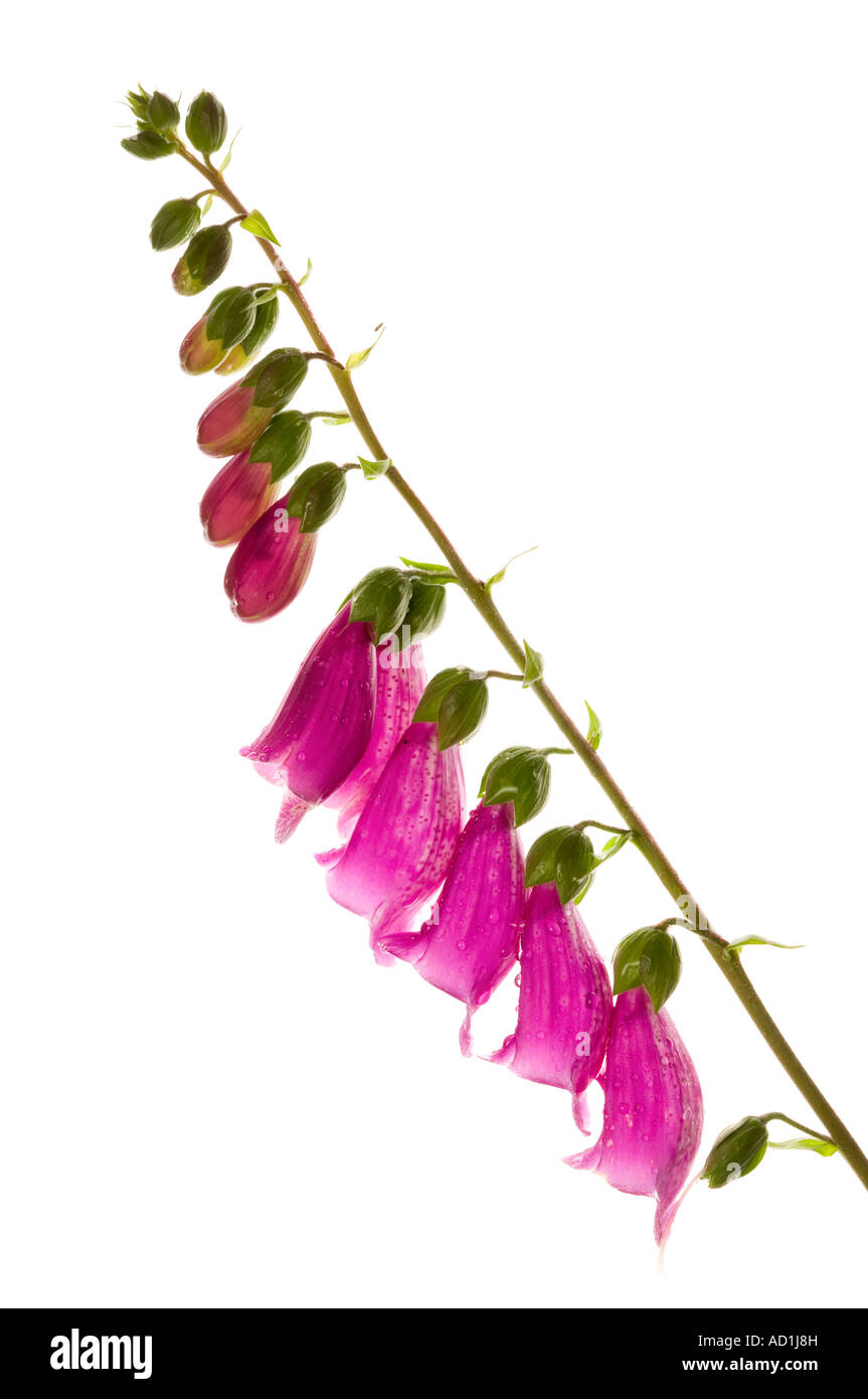 Fleurs de digitale blanche Banque d'images détourées - Alamy