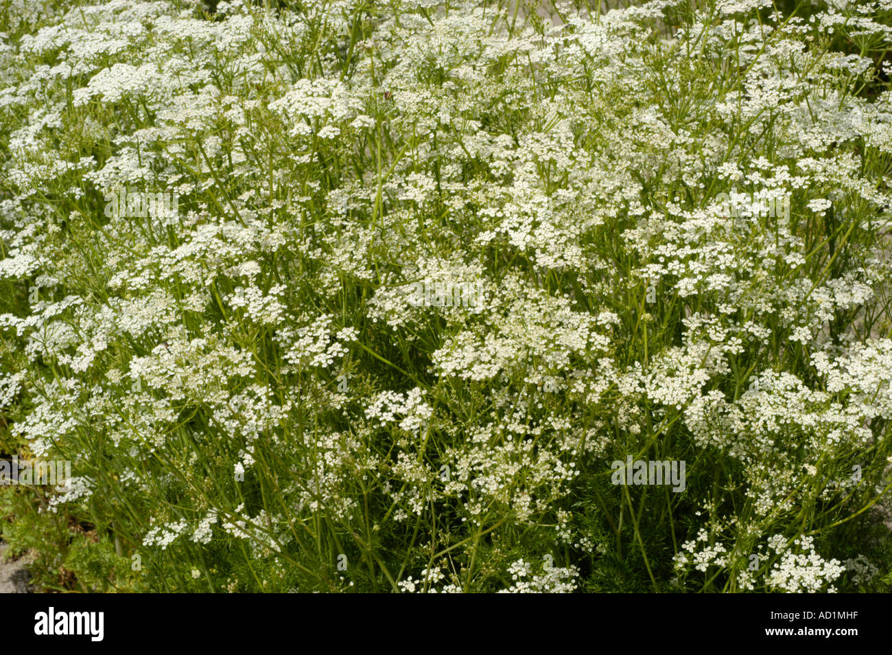 Le carvi ou cumin sauvage Apiacées Carum carvi Photo Stock - Alamy