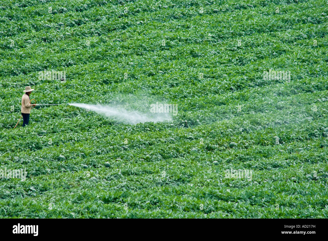 Man spraying insecticides Banque de photographies et d’images à haute ...