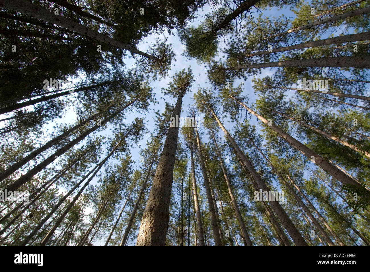 Pins imposants Banque de photographies et d’images à haute résolution ...