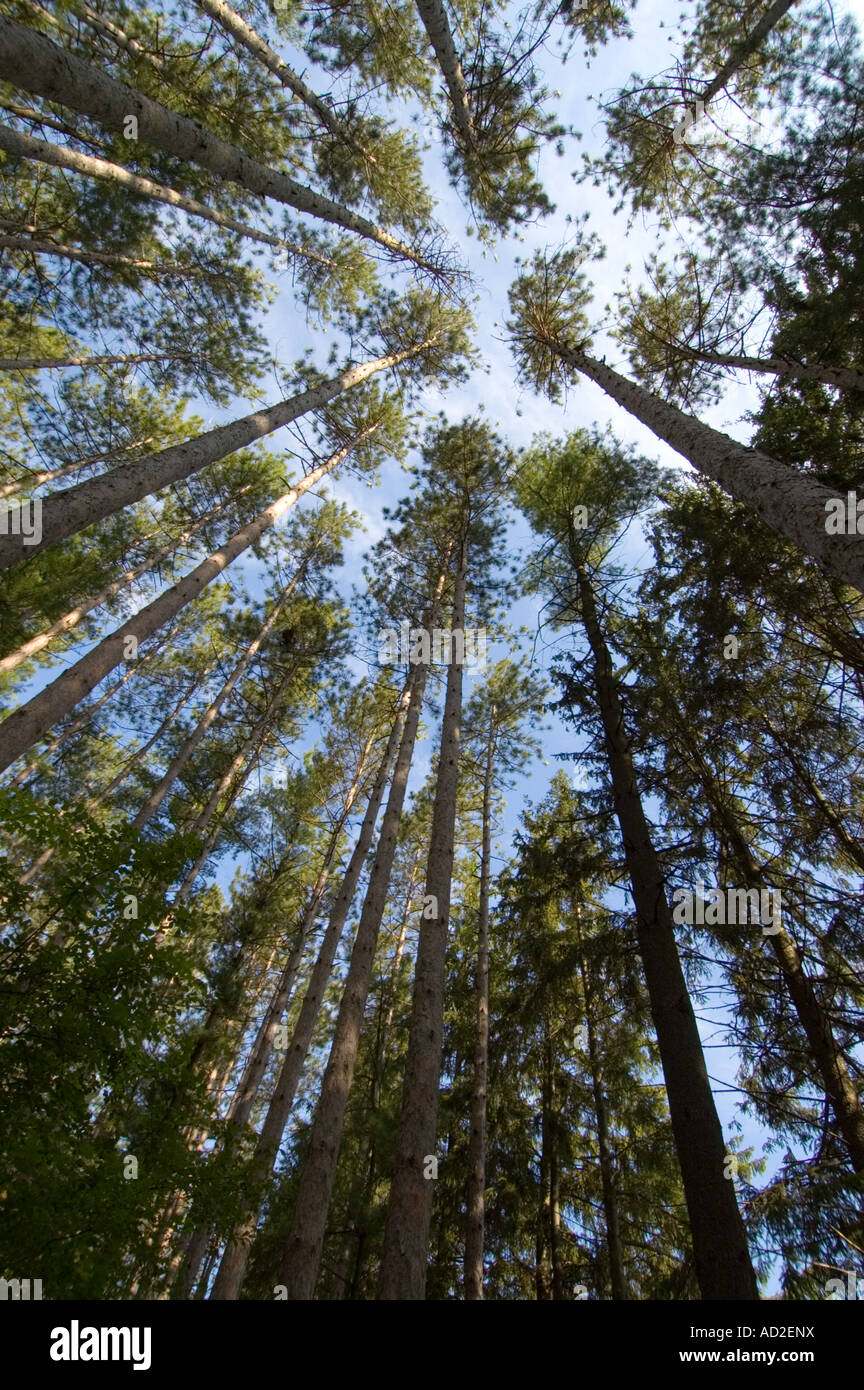 Pins imposants Banque de photographies et d’images à haute résolution ...