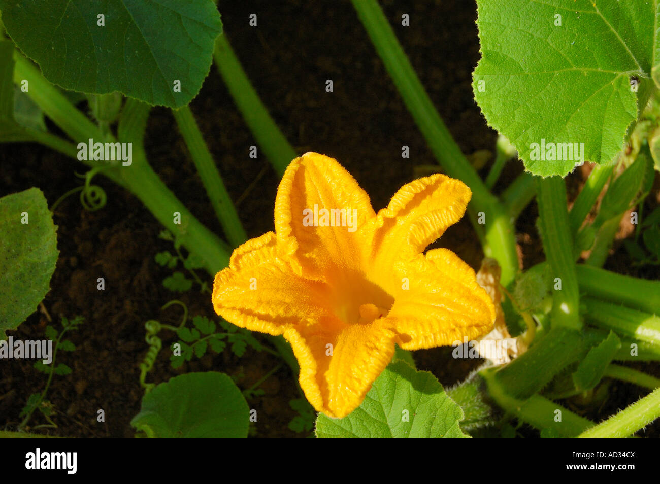 Fleur de courge Banque de photographies et d’images à haute résolution ...