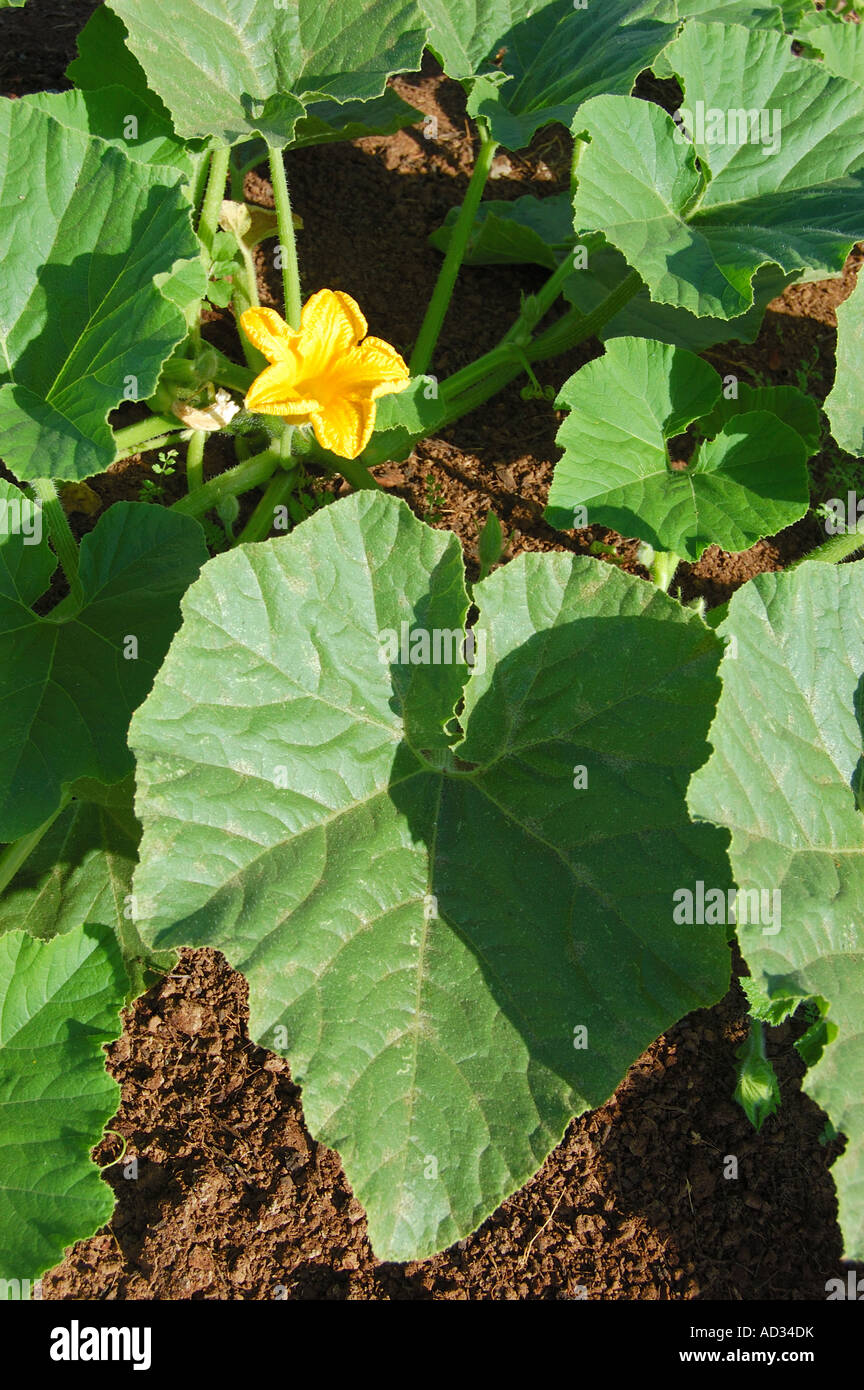 Plante avec une fleur de citrouille Photo Stock - Alamy