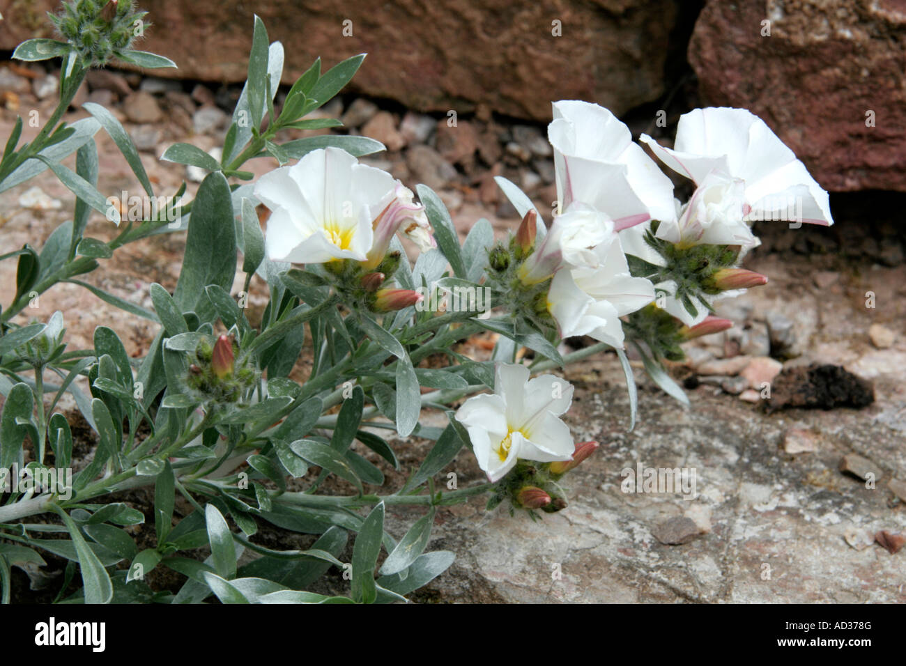 Convolvulus cneorum Banque de photographies et d’images à haute ...