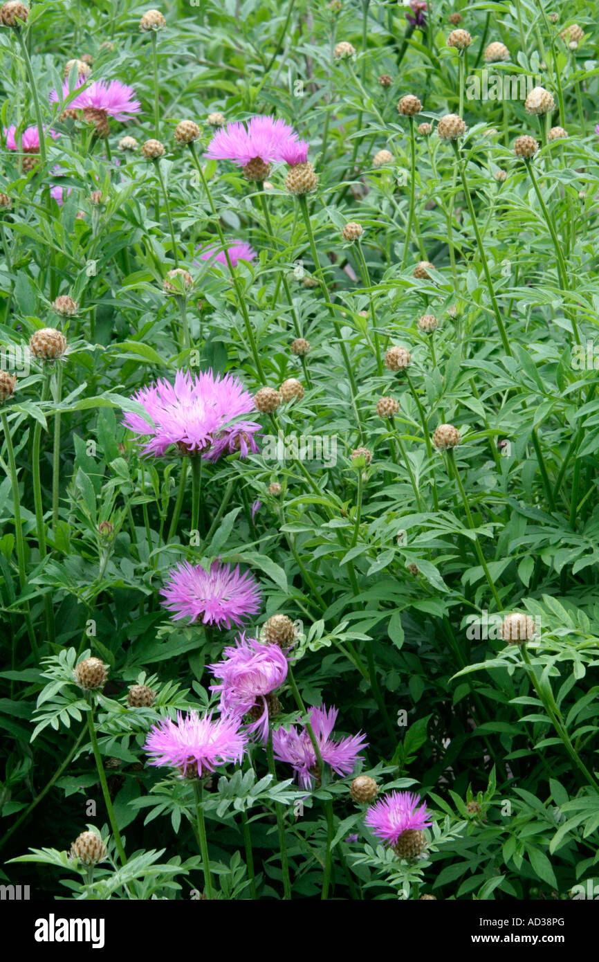 Pink centaurea dealbata Banque de photographies et d’images à haute ...