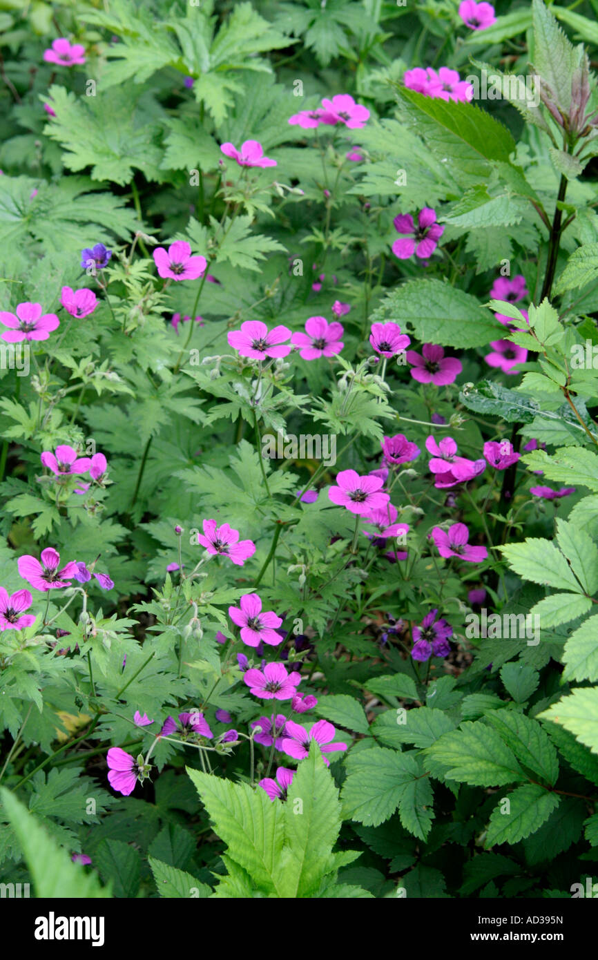 Geranium psilostemon Banque de photographies et d’images à haute ...