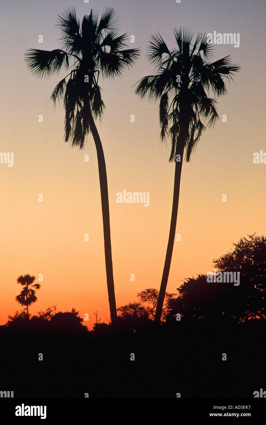 Ilala palm Banque de photographies et d’images à haute résolution - Alamy