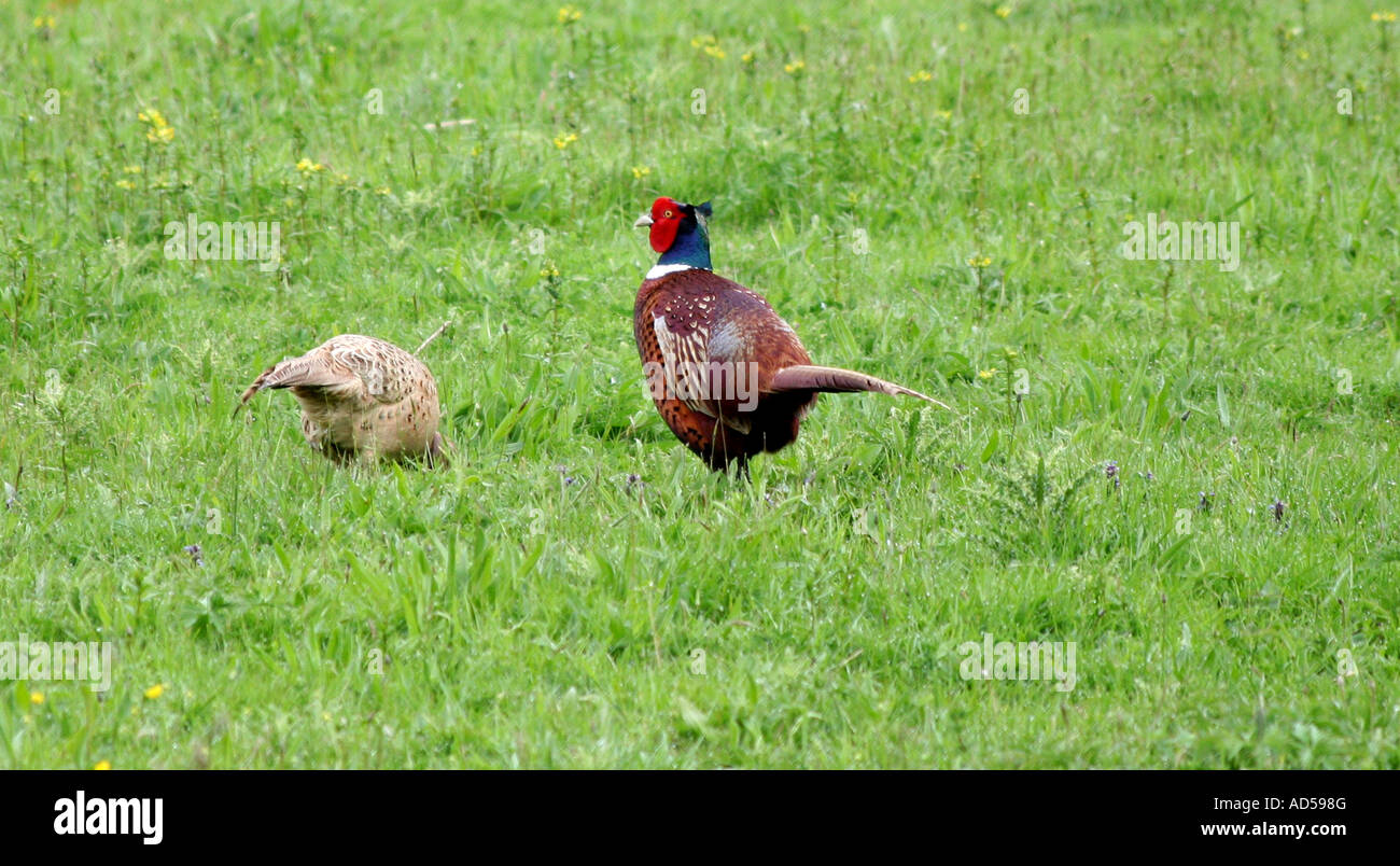 Couple de faisan Banque de photographies et d’images à haute résolution ...