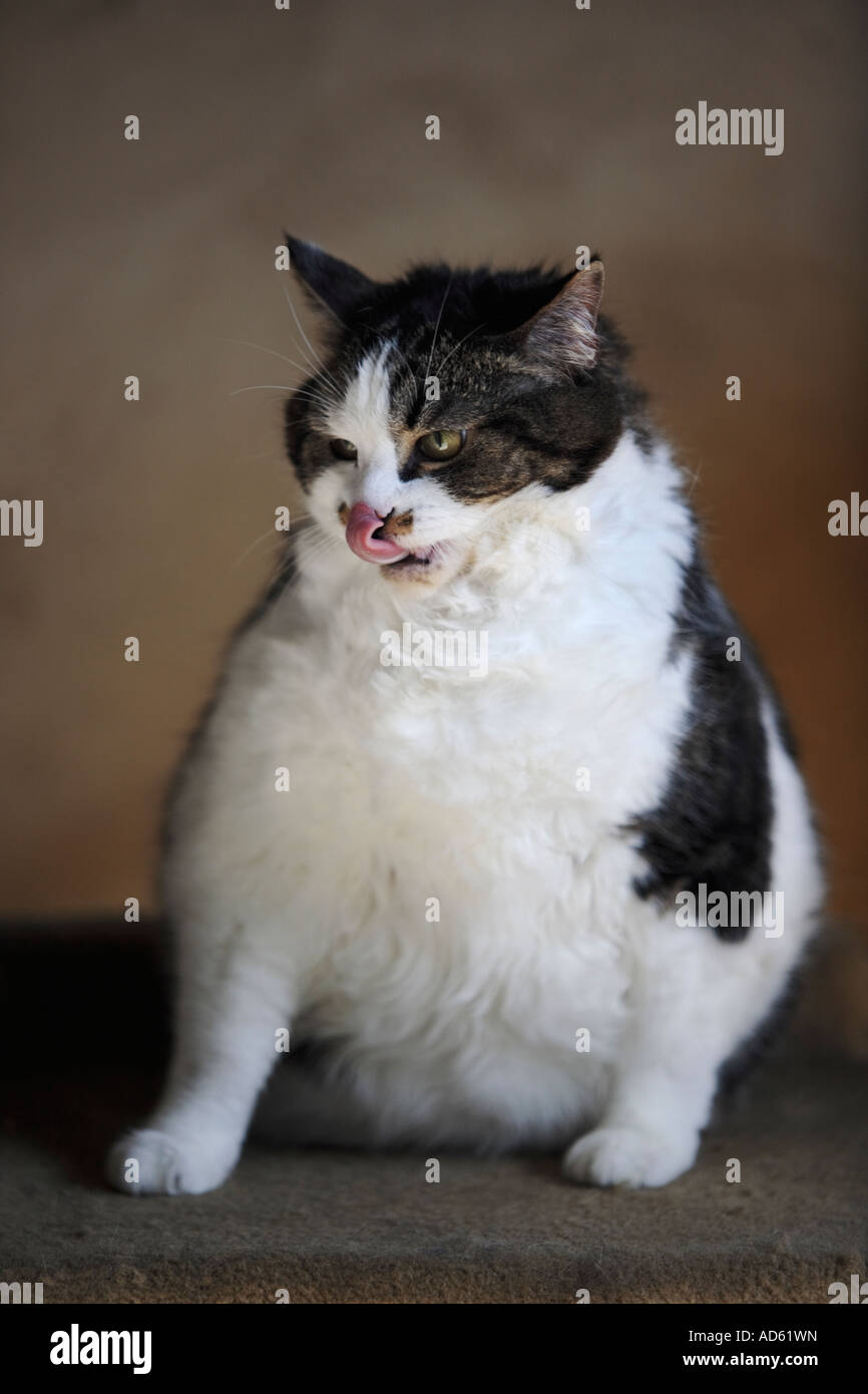 Obésité féline obèse Banque de photographies et d’images à haute ...