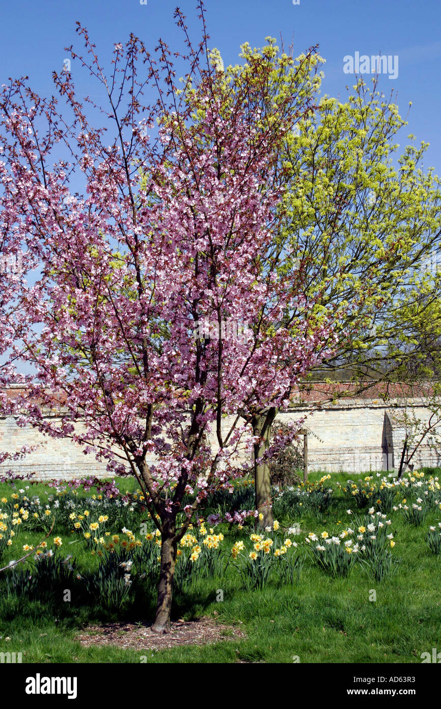 Prunus fleur rose Banque de photographies et d’images à haute ...