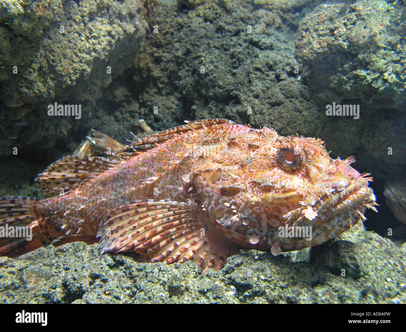 Red scorpionfish Banque de photographies et d’images à haute résolution ...
