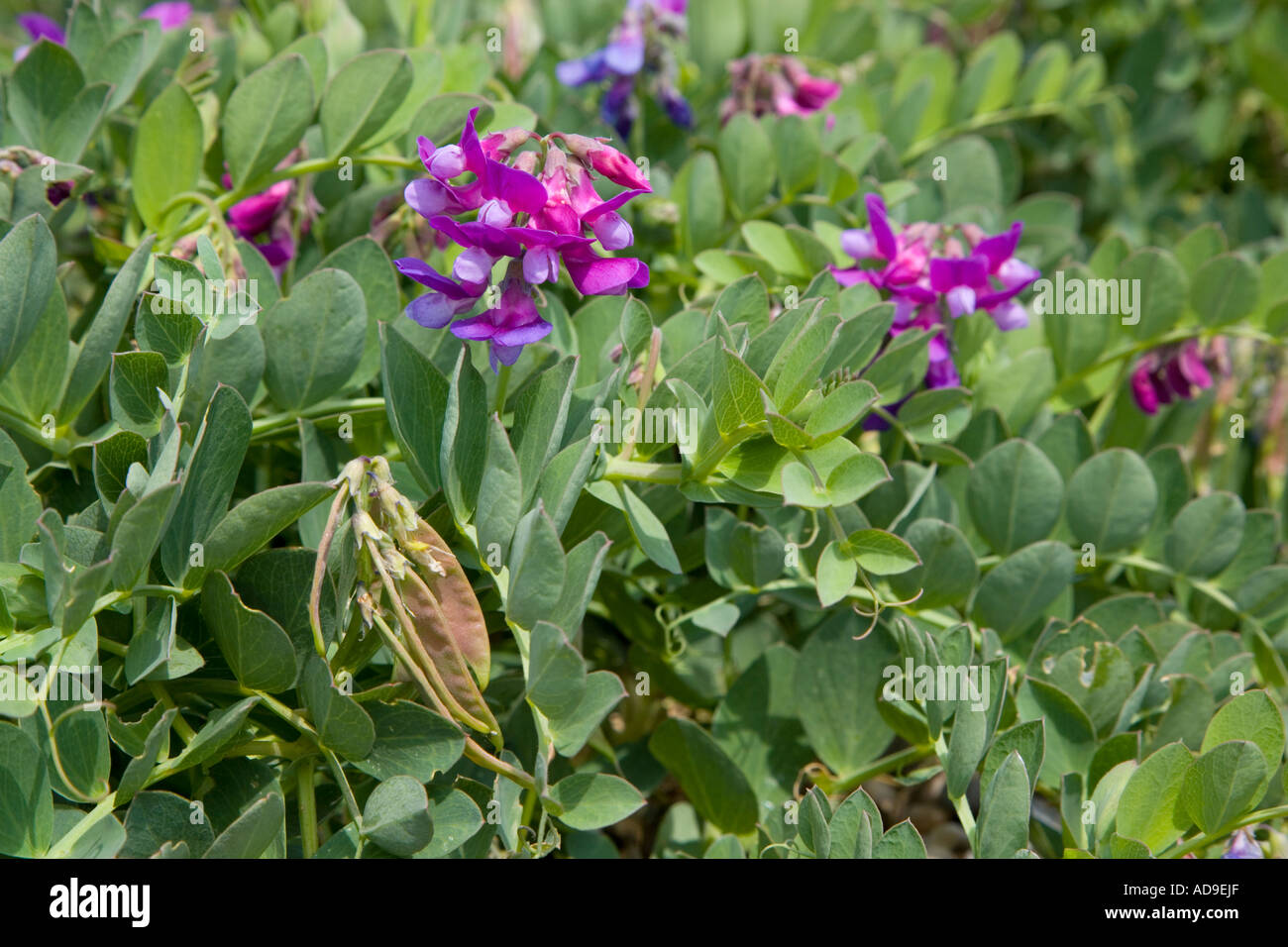 Fleurs de lathyrus japonicus Banque de photographies et d’images à ...