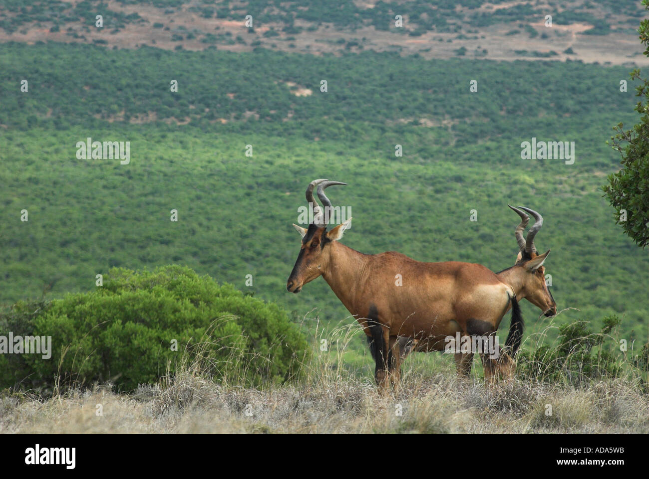 Couple de bubales Banque de photographies et d’images à haute ...