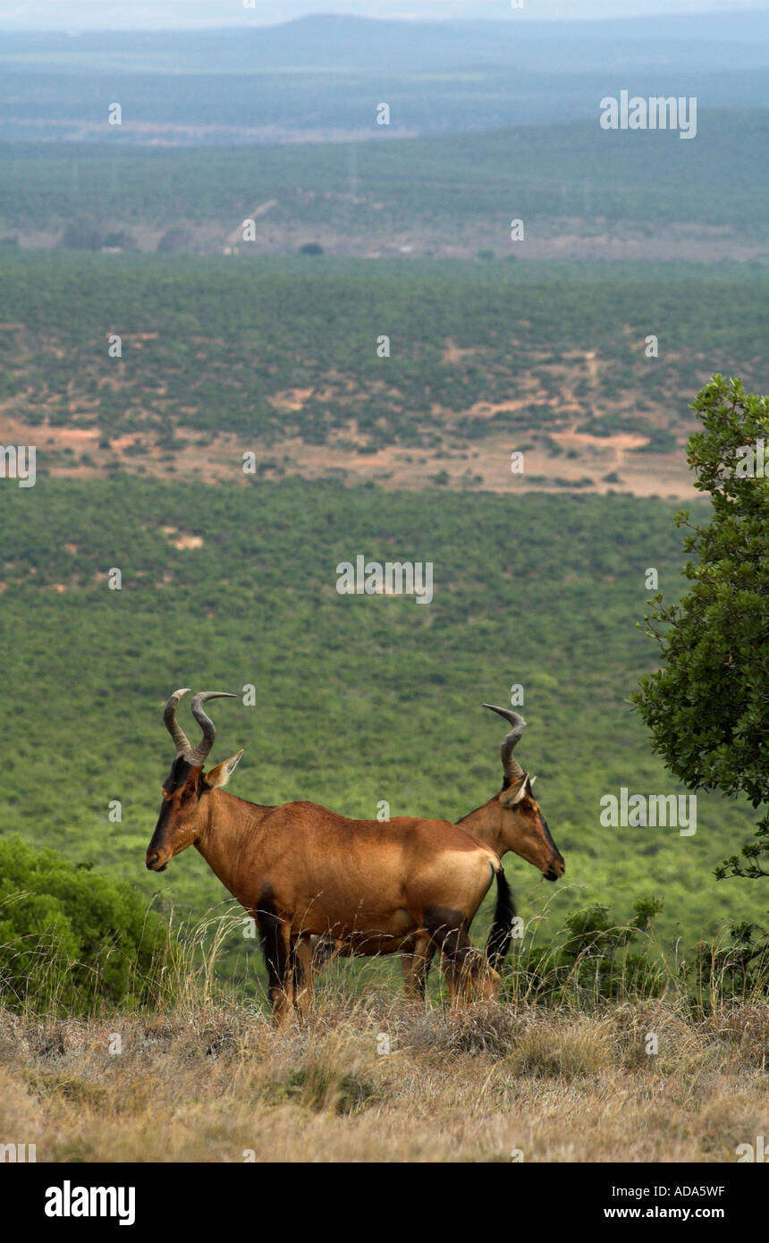 Couple de bubales Banque de photographies et d’images à haute ...