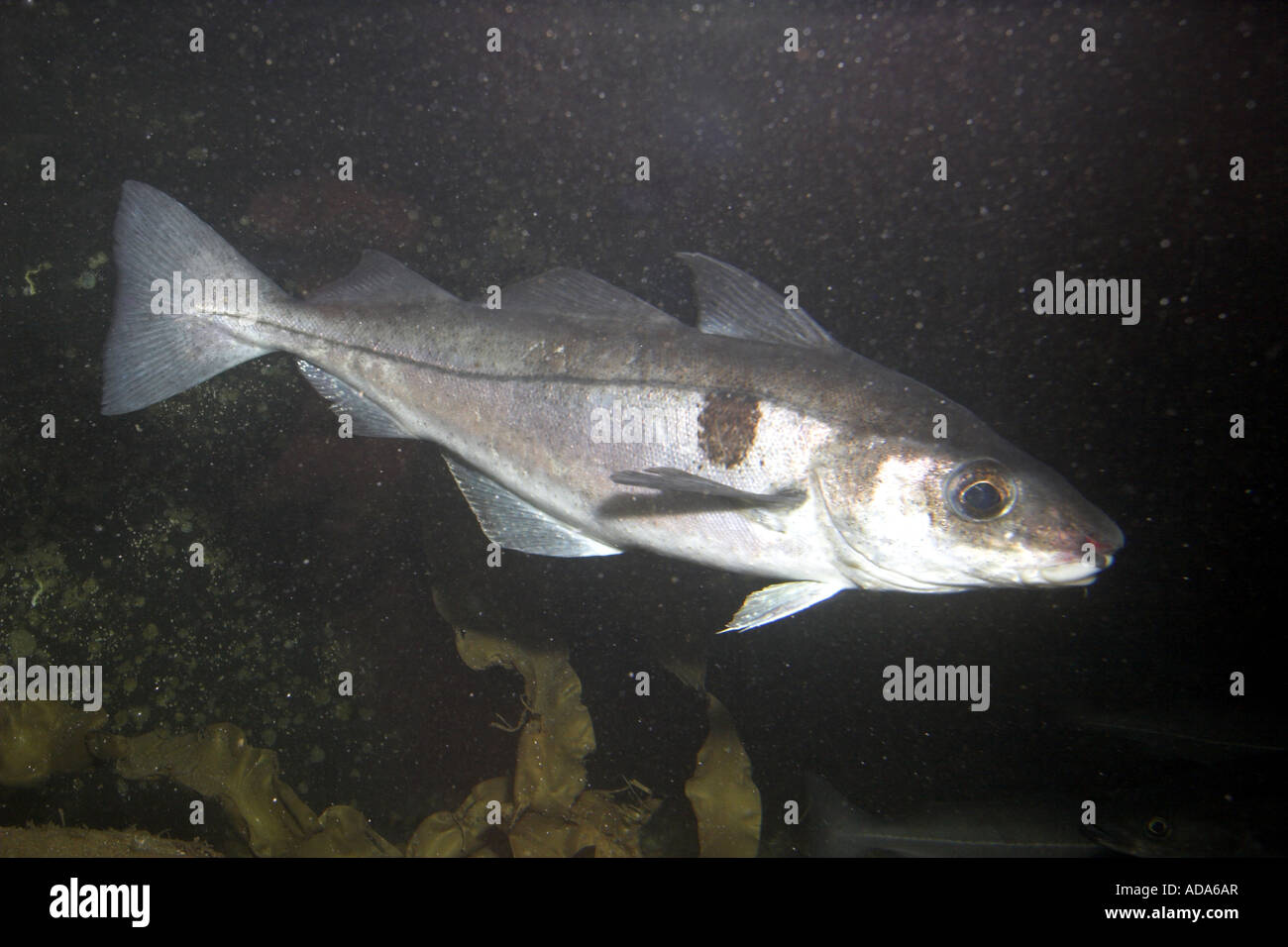 Aiglefin melanogrammus aeglefinus poisson Banque de photographies et d ...
