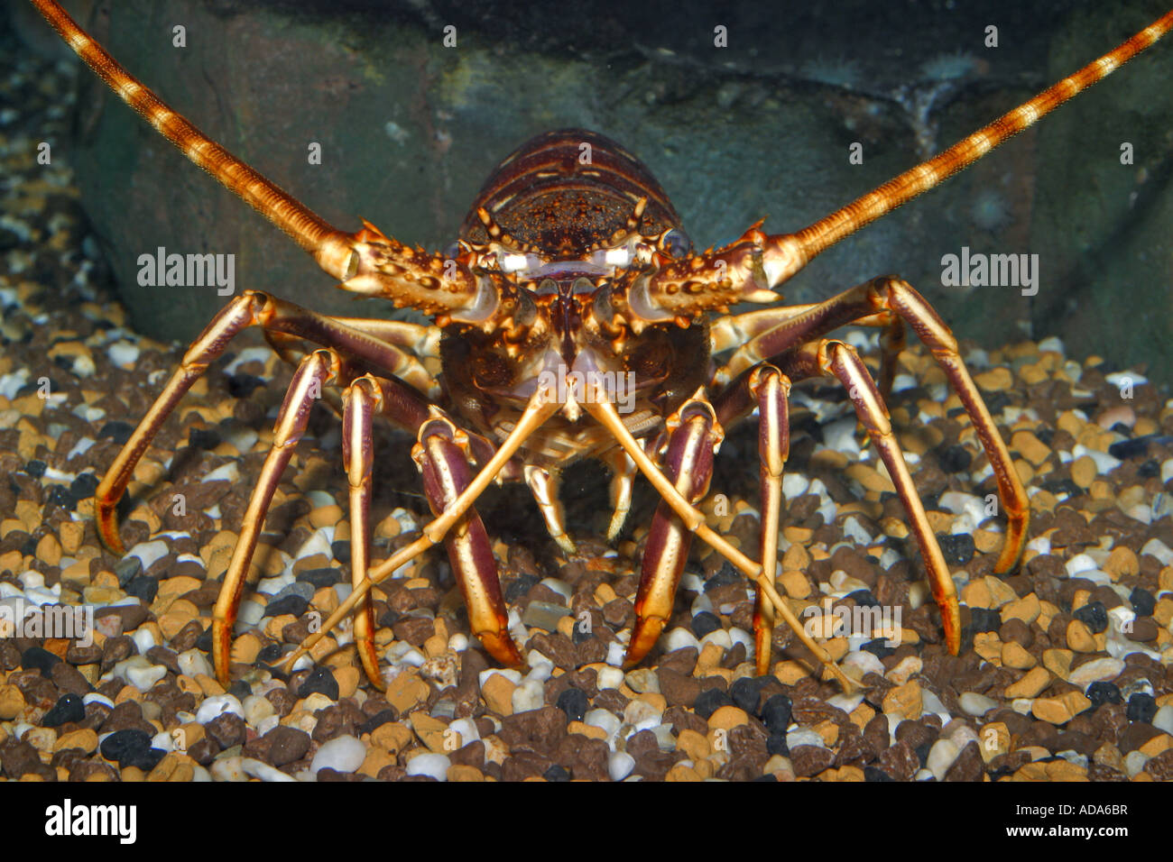 Langouste palinurus elephas Banque de photographies et d’images à haute ...