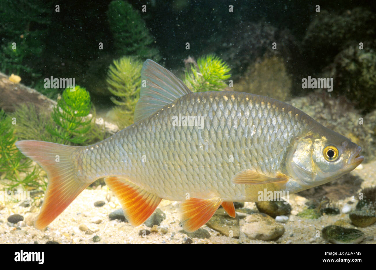 30 cm de long Banque de photographies et d’images à haute résolution ...