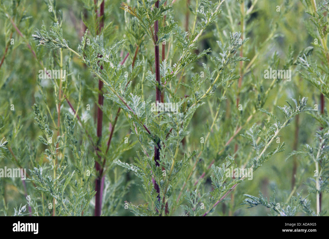 Artemisia annua Banque de photographies et d’images à haute résolution ...