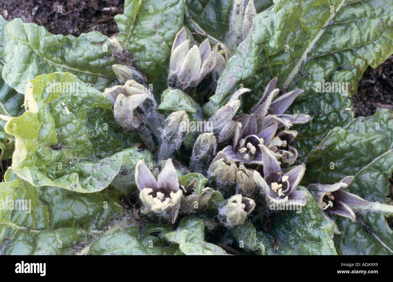 Mandragore sauvage Banque de photographies et d’images à haute ...