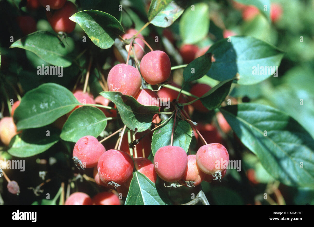 Malus prunifolia Banque de photographies et d’images à haute résolution ...
