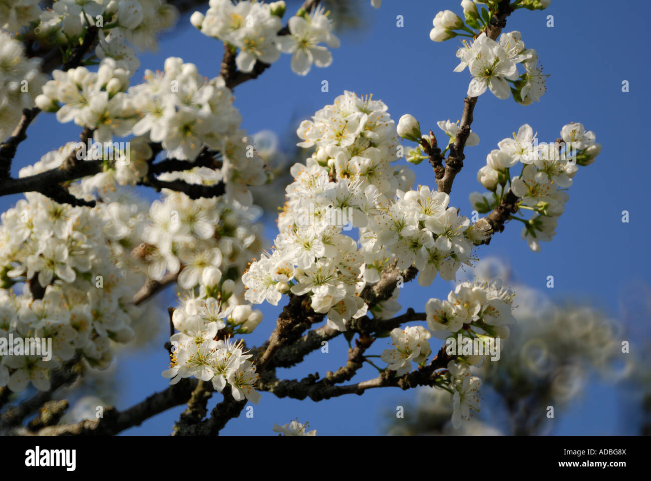 Prunus spinosa Banque de photographies et d’images à haute résolution ...