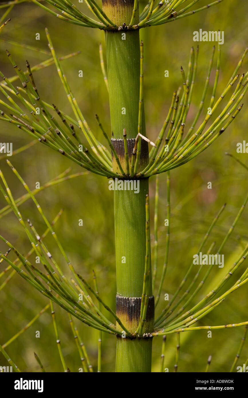 Un géant Prêle (Equisetum giganteum) close-up Photo Stock - Alamy