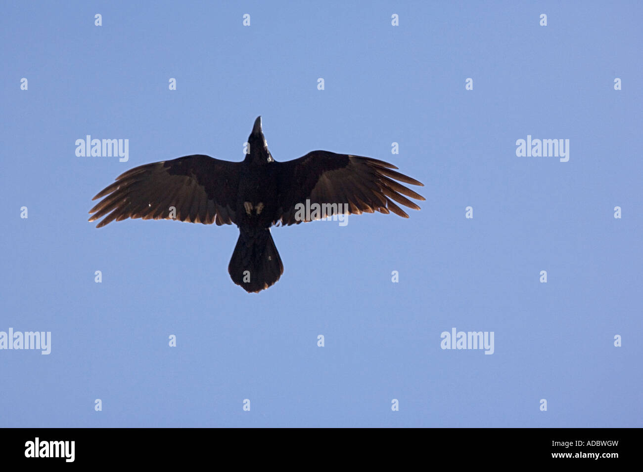 Corbeau en vol Banque de photographies et d’images à haute résolution ...