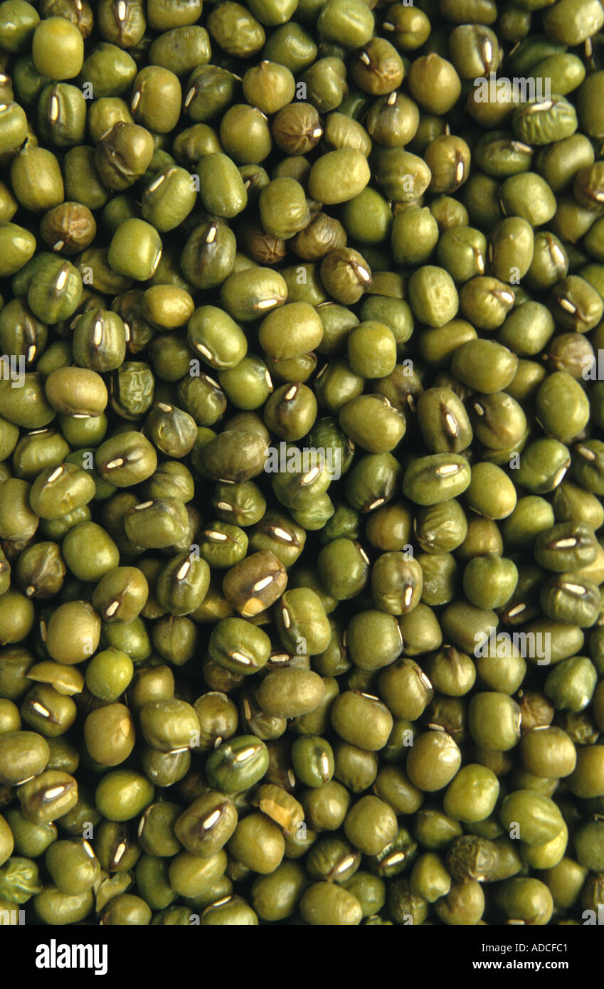 Phaseolus mungo Banque de photographies et d’images à haute résolution ...