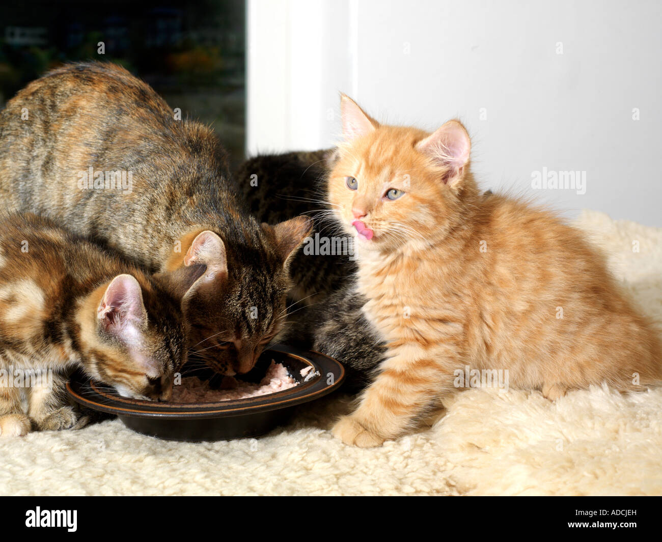 Maman chat et chatons Banque de photographies et d’images à haute ...
