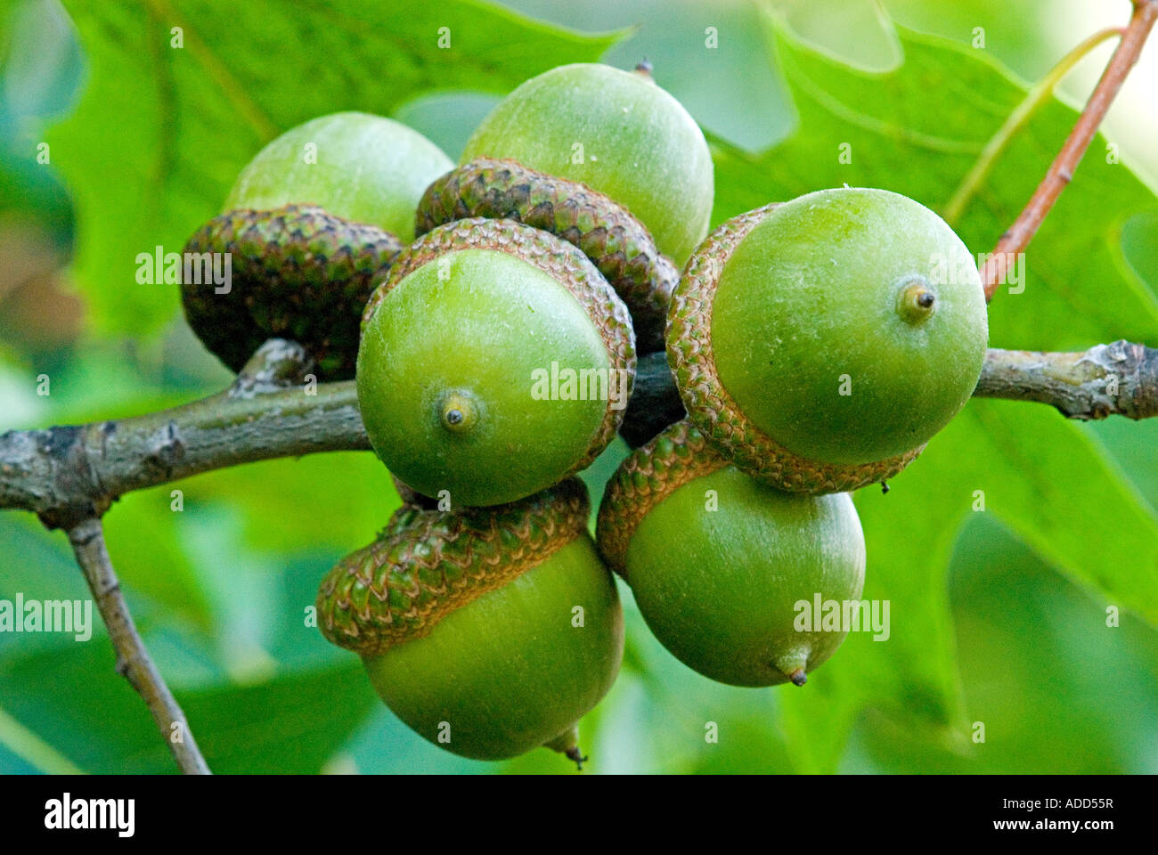 Chêne rouge Banque de photographies et d’images à haute résolution - Alamy