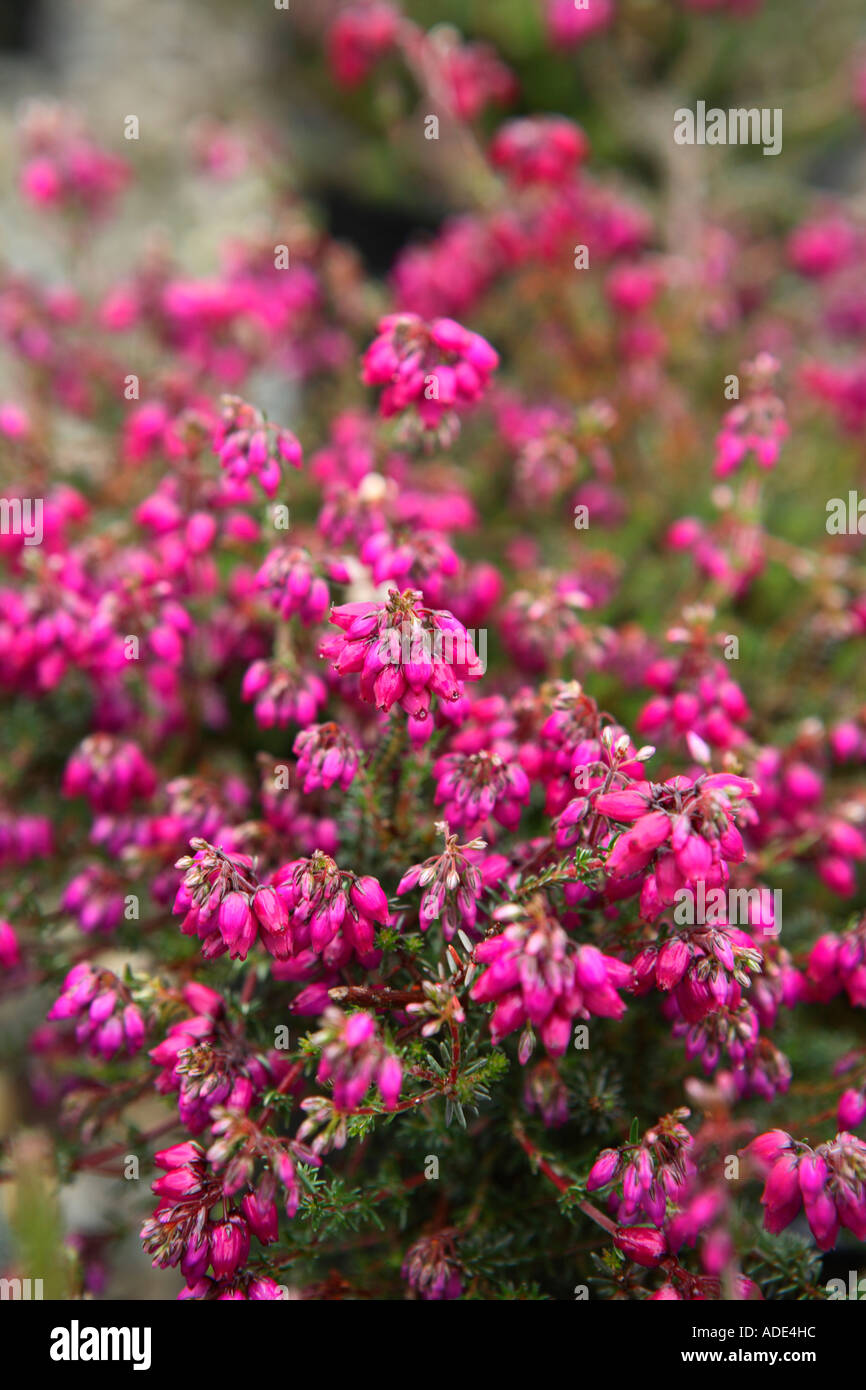 Erica genus Banque de photographies et d’images à haute résolution - Alamy