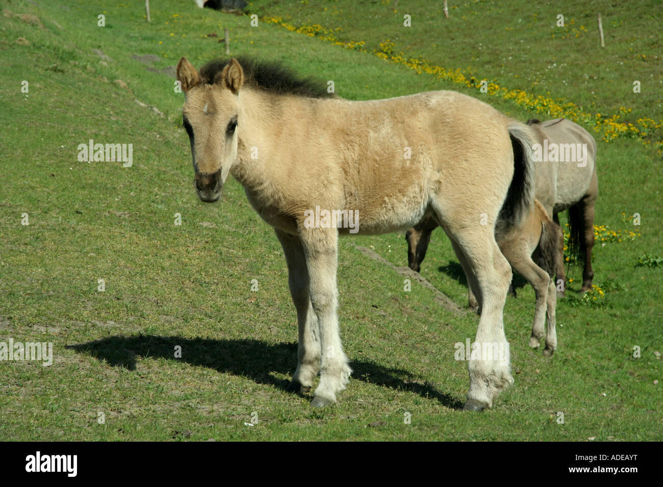 Cheval Polonais Banque d'image et photos - Alamy