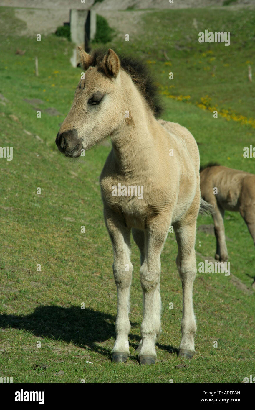 Cheval Polonais Banque d'image et photos - Alamy