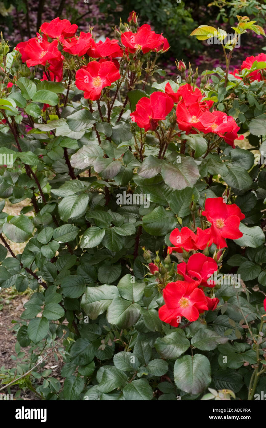 Rosa robusta korgosa Banque de photographies et d’images à haute ...