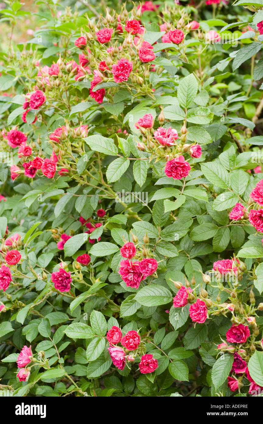 Rosa rose grootendorst Banque de photographies et d’images à haute ...