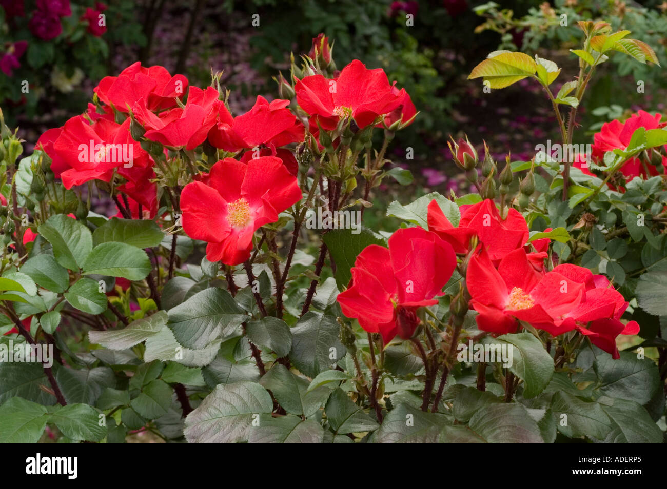 Red Rose Rosaceae Rosa rugosa Kordes Rose ou Robusta Robusta ou KORgosa ...