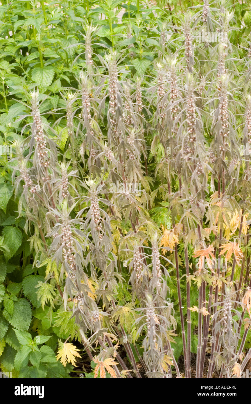 Plantes médicinales Leonorus cardiaca Agripaume Lamiaceae ou Leonurus ...