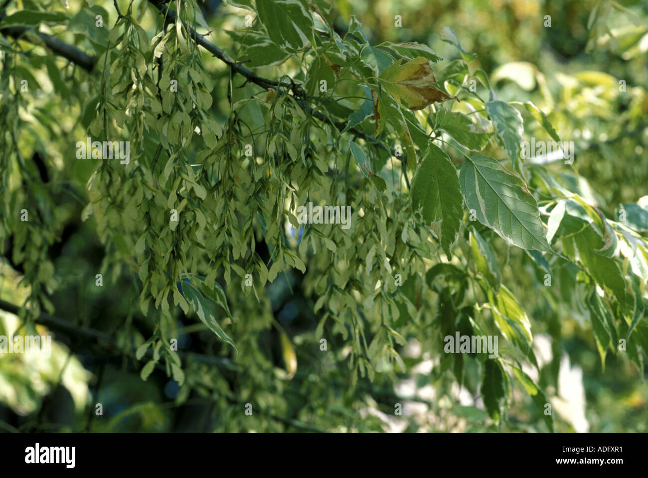 Acer negundo variegatum Banque de photographies et d’images à haute ...