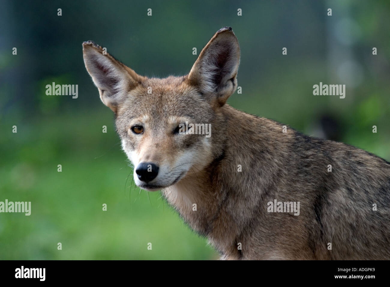 Canis rufus Banque de photographies et d’images à haute résolution - Alamy